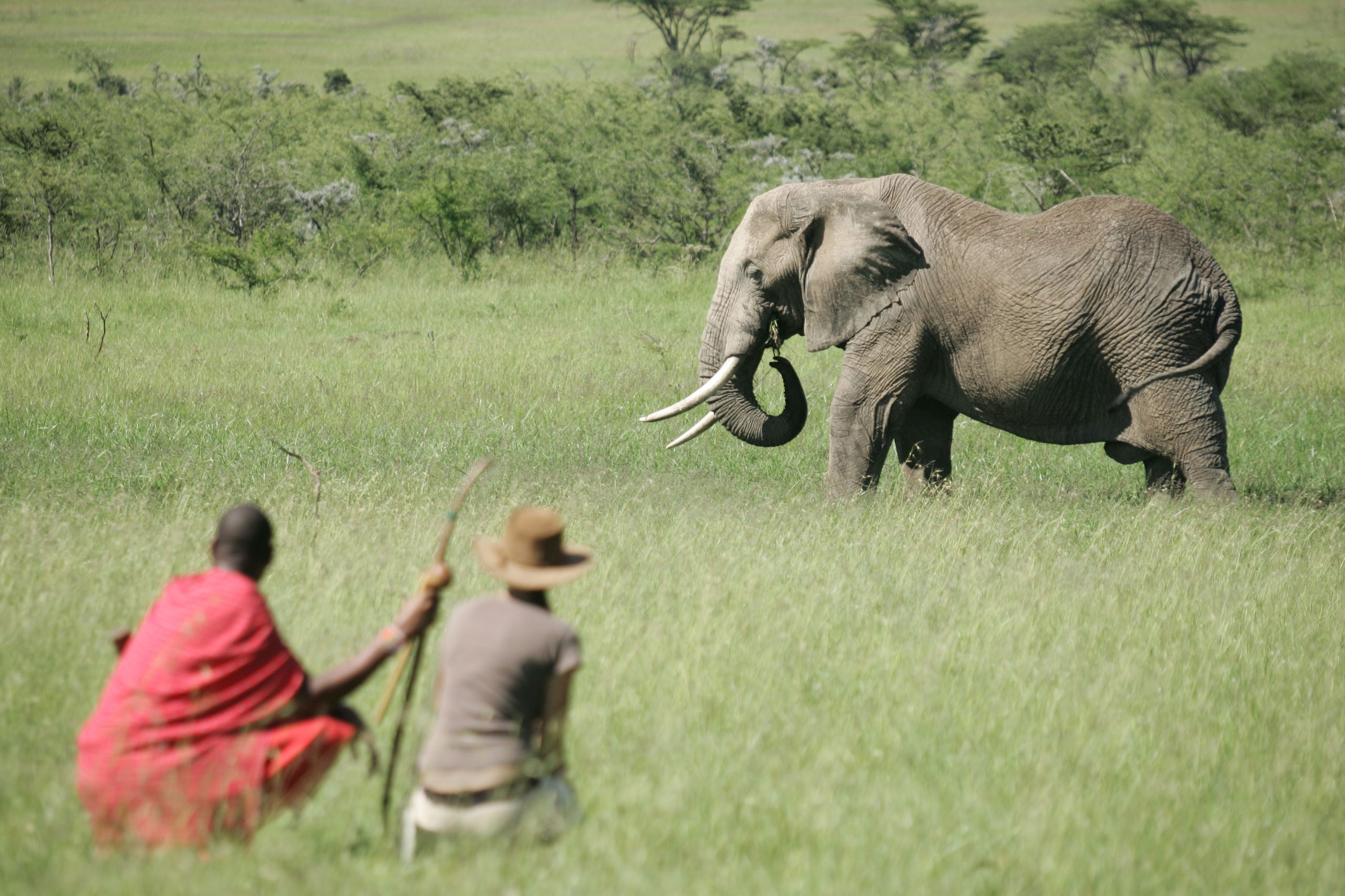 Safari fotografico di lusso - Il Re Leone