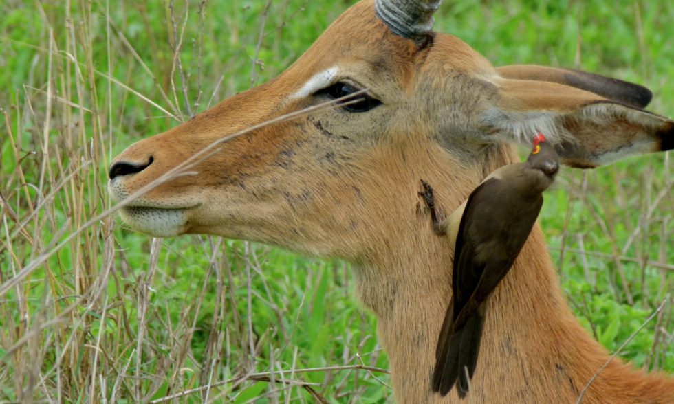 The "not so innocent" mutualism between oxpeckers and herbivores ...